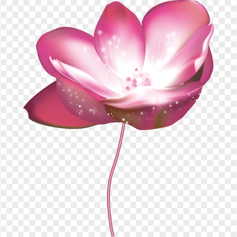Pink Flower Rose With Magic Effect HD PNG | Citypng