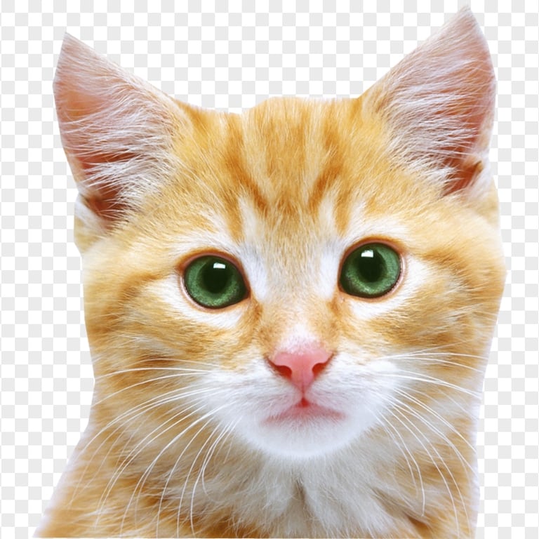 Funniest Grumpy Cat Face Transparent PNG | Citypng