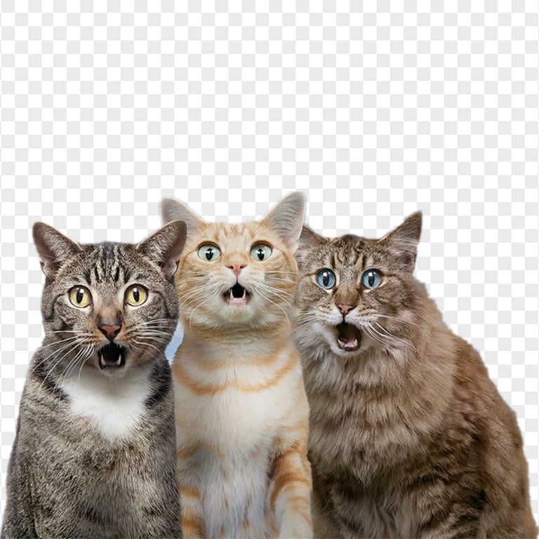 Portrait of Three Funny Tabby Cats Surprised HD PNG | Citypng