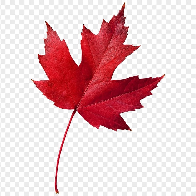 HD Green Maple Leaf Transparent Background | Citypng