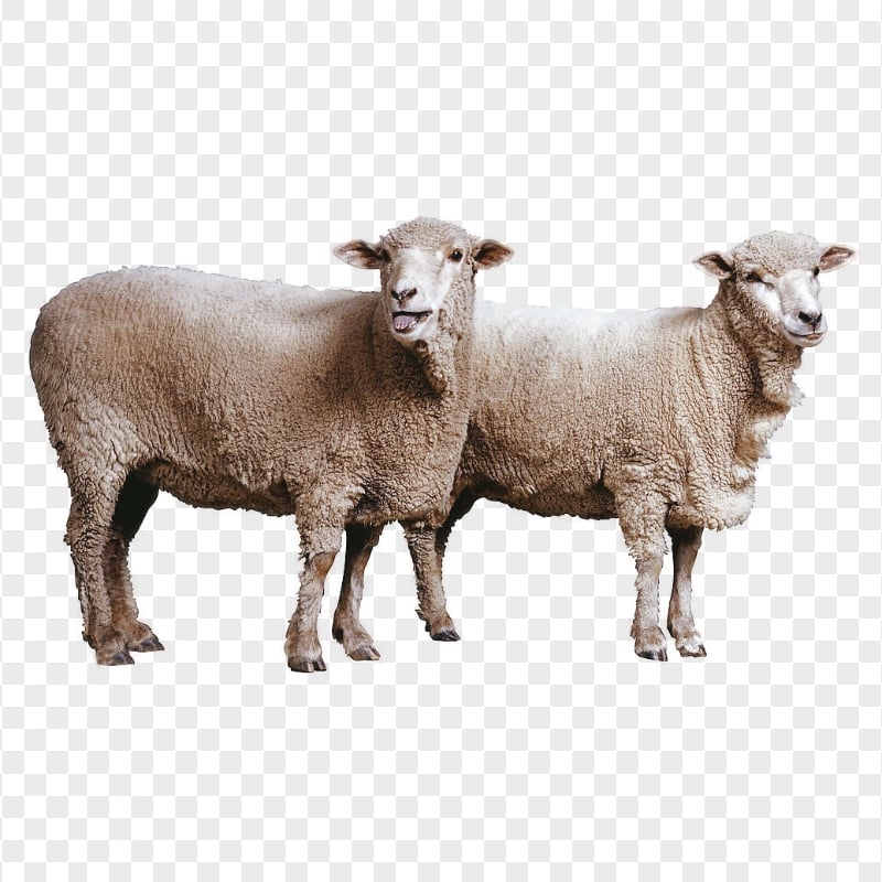 Real Two Sheep Animals HD PNG | Citypng