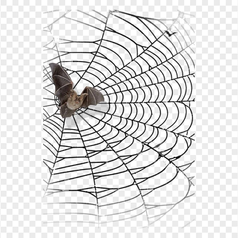 Real Halloween Bat On A Spider Web PNG Image | Citypng