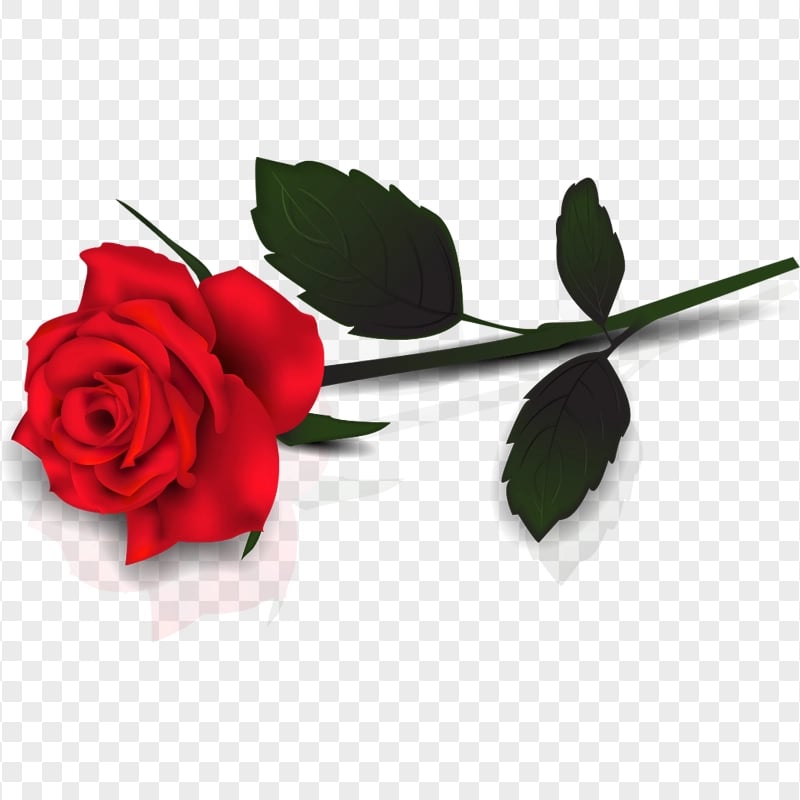 Download HD Realistic Red Flower Rose PNG | Citypng