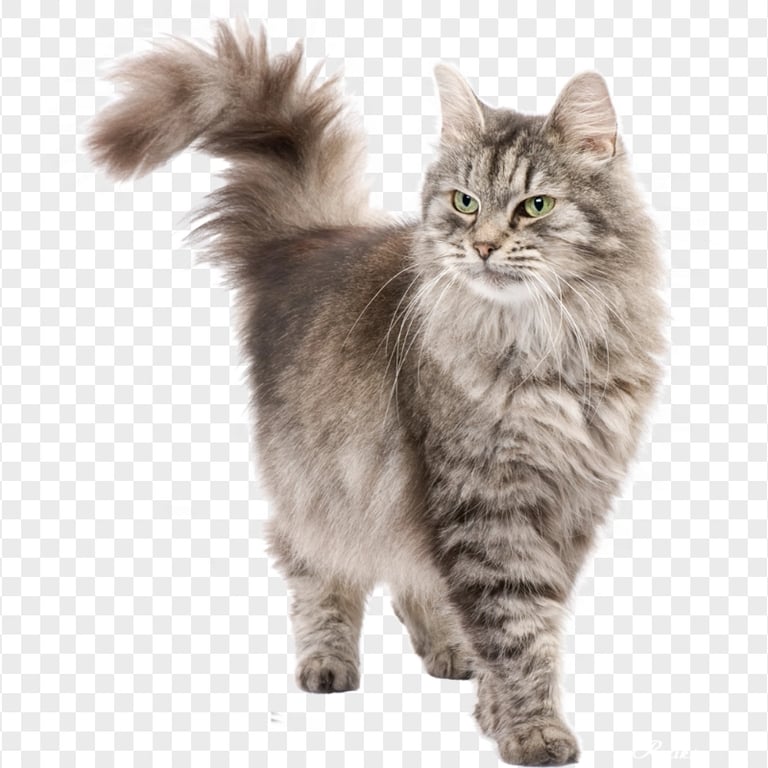 Fluffy British Longhair Cat HD Transparent Background | Citypng