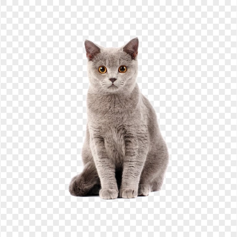 Grey British Shorthair Cat HD Transparent Background | Citypng