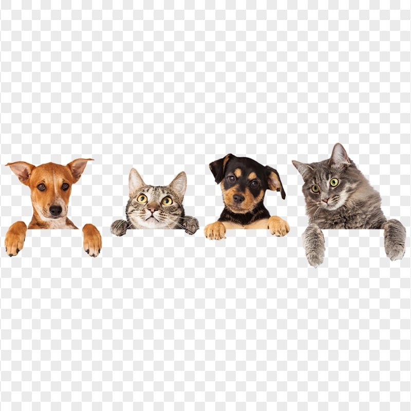 Cute funny cats and dogs HD Transparent Background | Citypng
