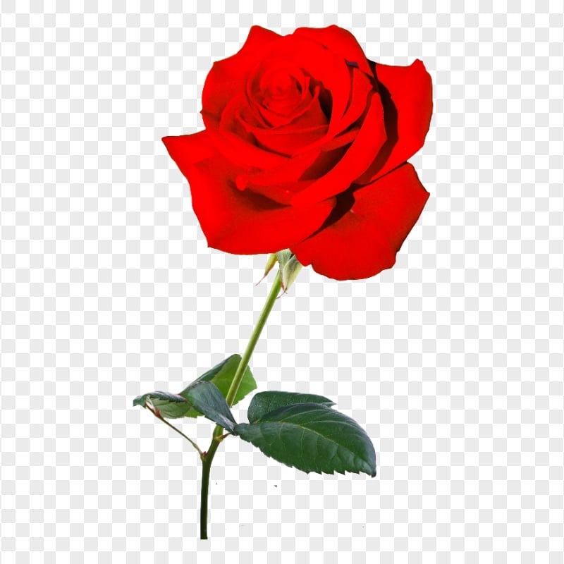 FREE Red Real Rose Flower PNG | Citypng