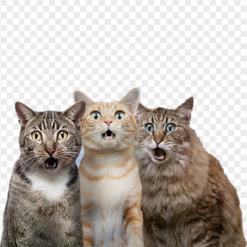 Real Three Funny Cats Surprised Transparent Background | Citypng