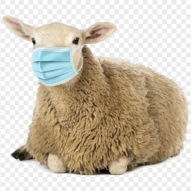 Wooly Sheep Sitting Wear Surgical Mask | Citypng
