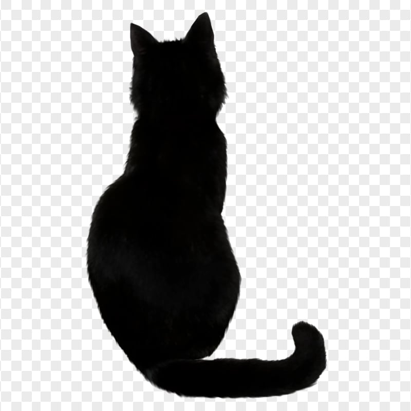Black Cat Sitting Back View HD Transparent Background | Citypng