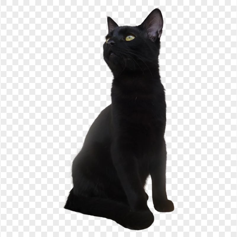 Domestic Black Cat Sitting HD Transparent Background | Citypng