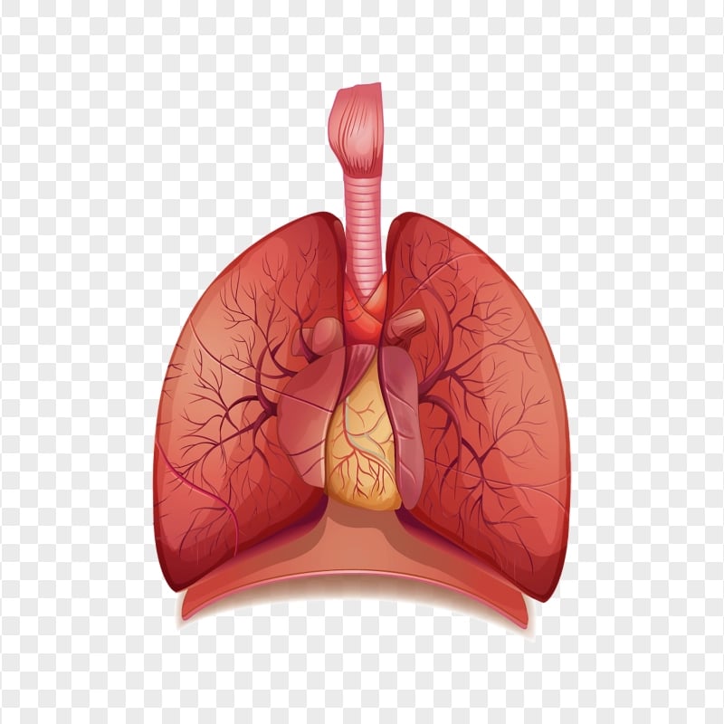 Lungs Trachea Bronchus Illustration Clipart Icon | Citypng