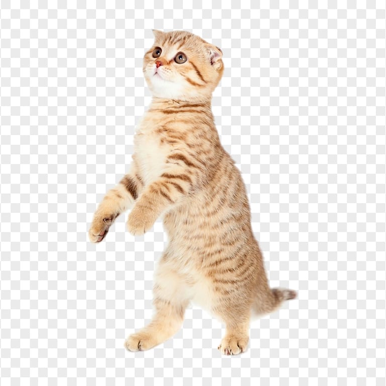 Cute Cat Standing HD Transparent Background | Citypng