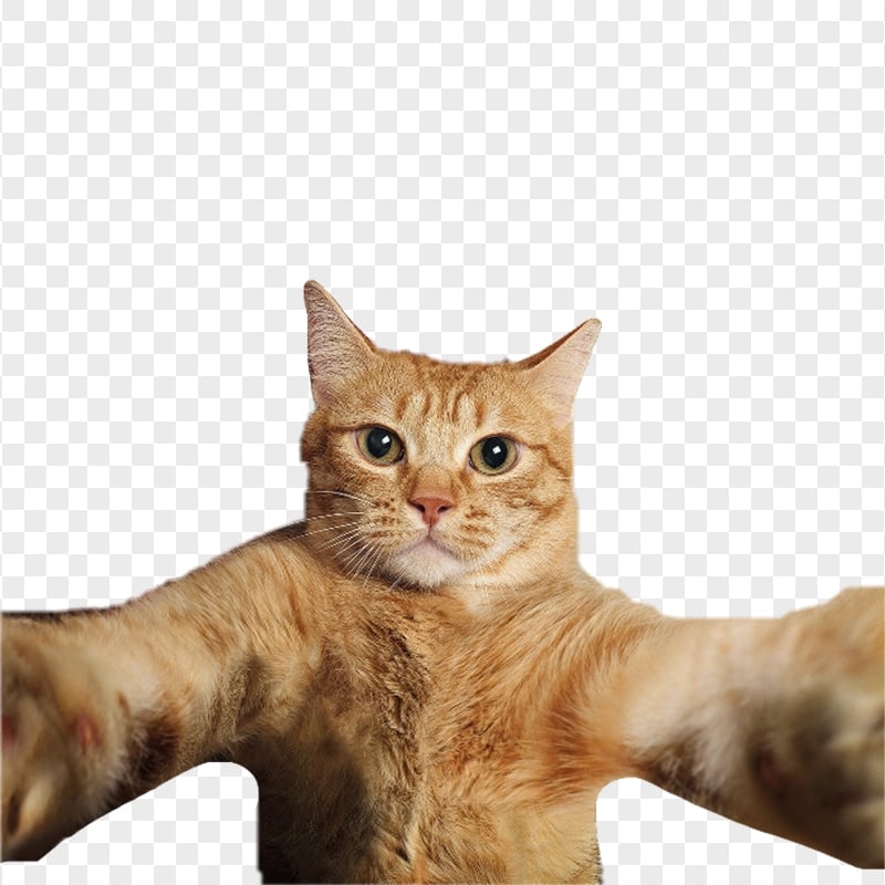Funny Ginger Memes Cat Transparent PNG | Citypng