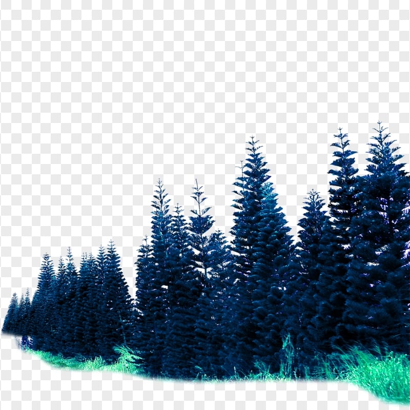 HD Nature Forest Trees Transparent PNG | Citypng