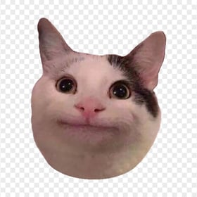 Surprised Funny Cat Face Meme HD Transparent Background | Citypng