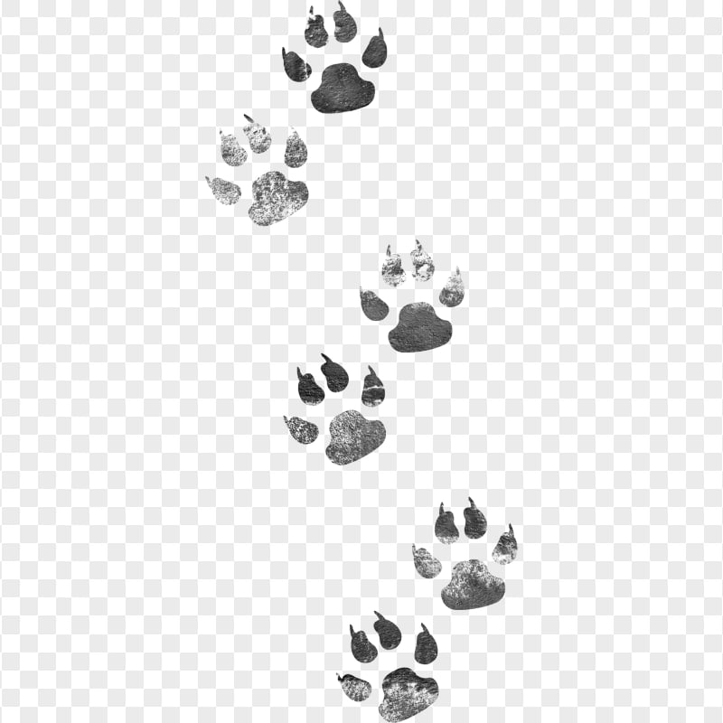 Bear Black Paw Print Path HD Transparent Background | Citypng