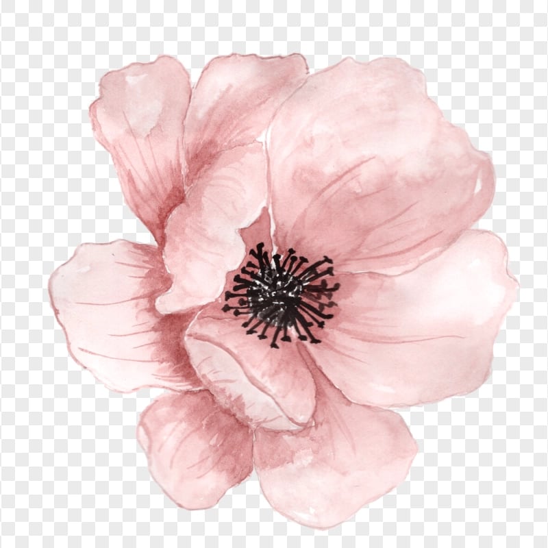 Download Pink Painting Watercolor Flower PNG | Citypng