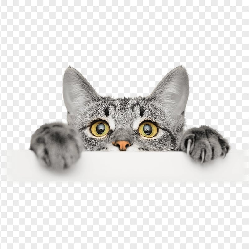 Cute Gray Tabby Cat Hiding HD Transparent Background | Citypng