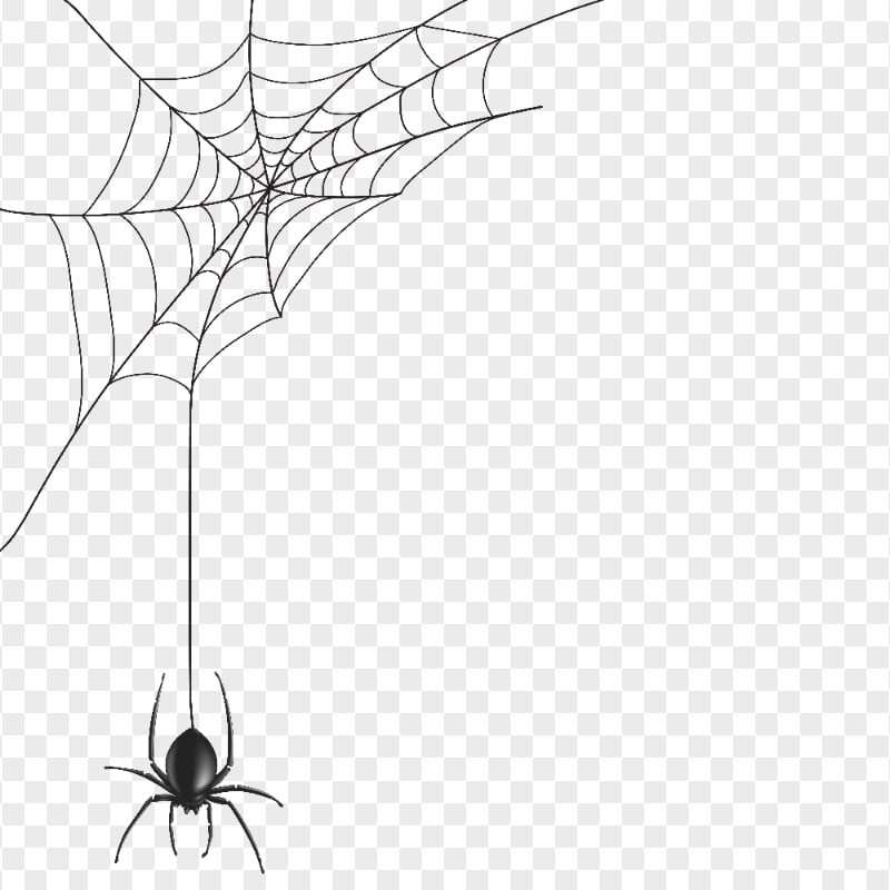 HD Realistic Spider Web Illustration Halloween PNG | Citypng