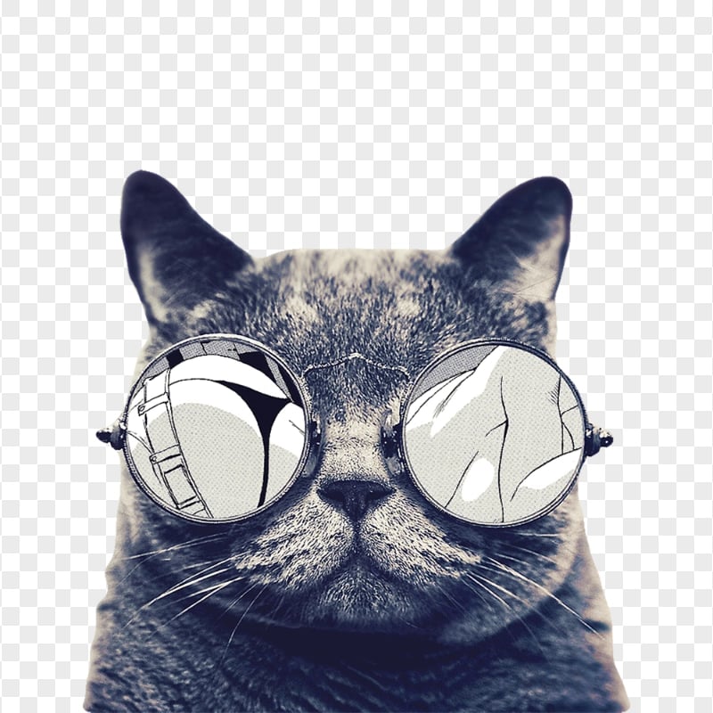 Portrait Of Cool Cat with Sunglasses HD Transparent PNG | Citypng