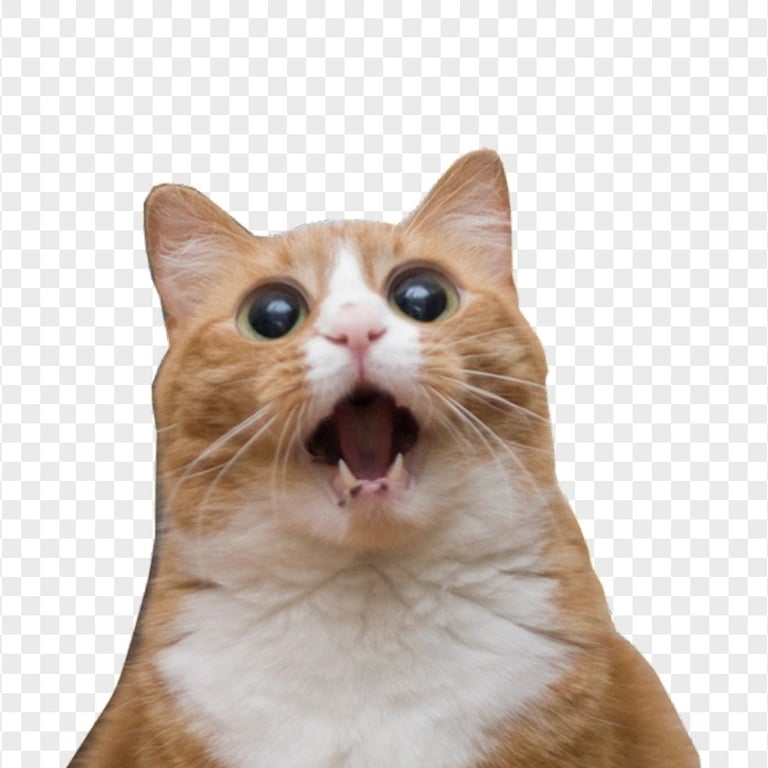Surprised Funny Cat Face Meme HD Transparent Background | Citypng