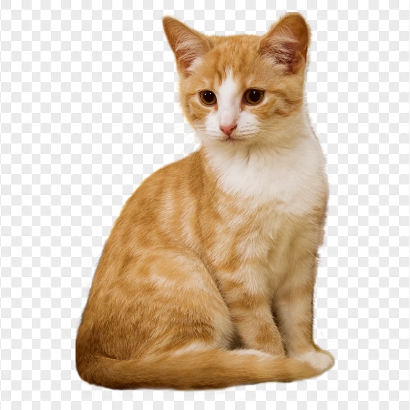 Adorable Ginger Tabby Cat Sitting Transparent PNG | Citypng