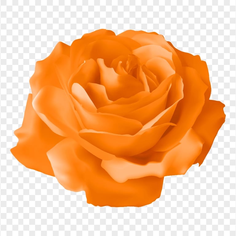 Vector Orange Illustration Rose Flower Transparent PNG | Citypng