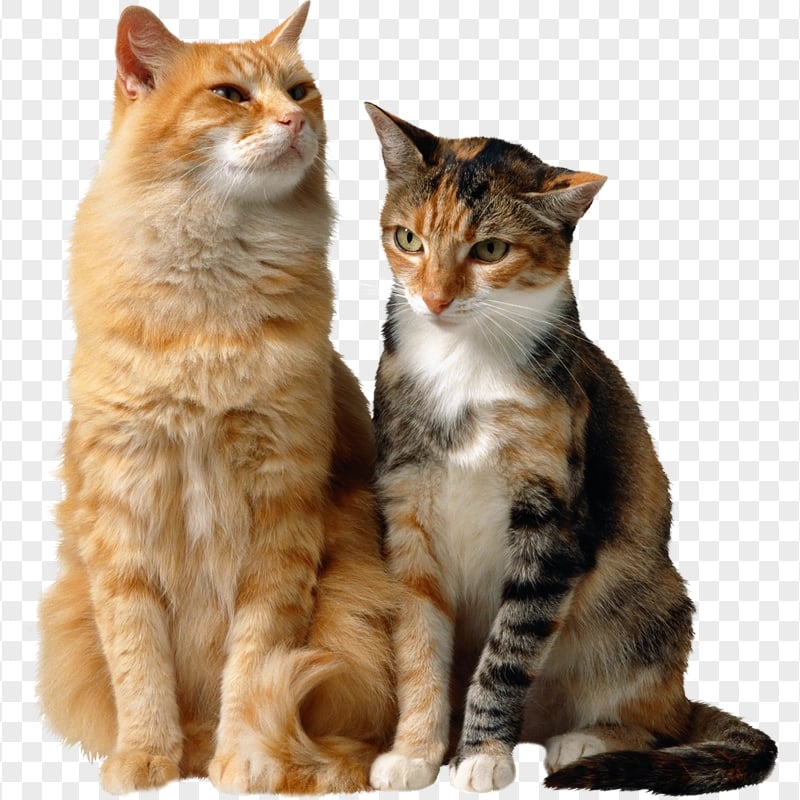 Two Cute Cats Standing Side by Side HD Transparent PNG | Citypng