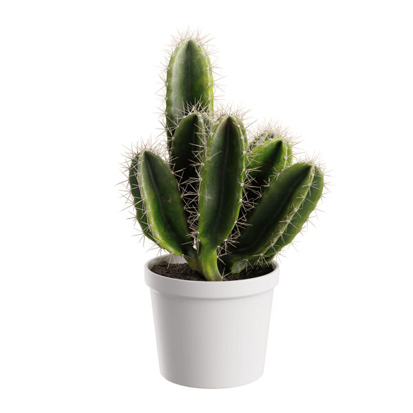 Cactus - Poliigon