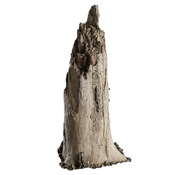 Tree Stump Models - Poliigon