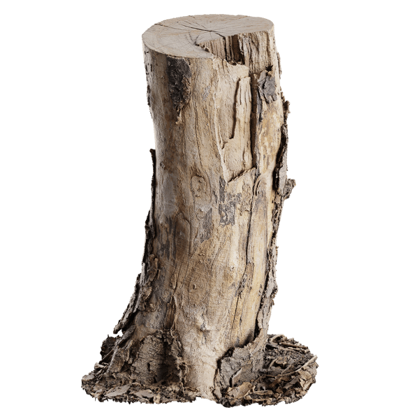 Tree Stump Models - Poliigon