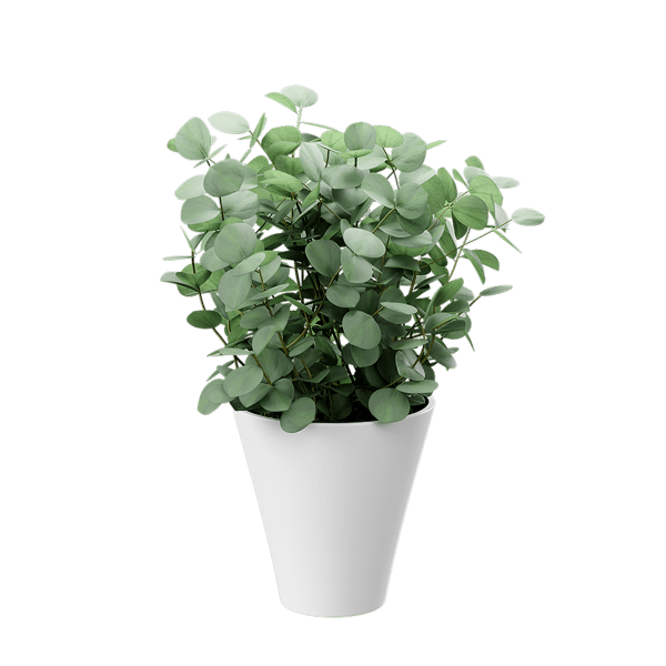 Potted Plant Models - Poliigon