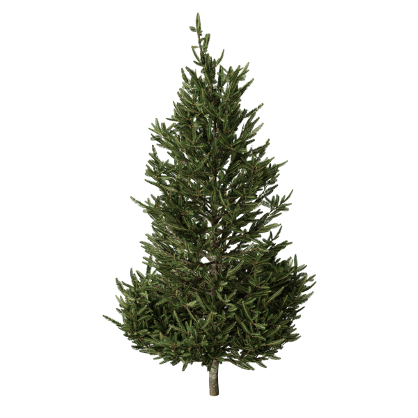 Vegetation 3D models - Poliigon