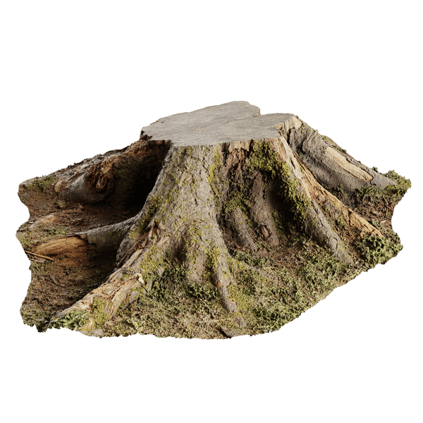 Tree Stump Models - Poliigon