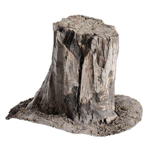 Tree Stump Models - Poliigon
