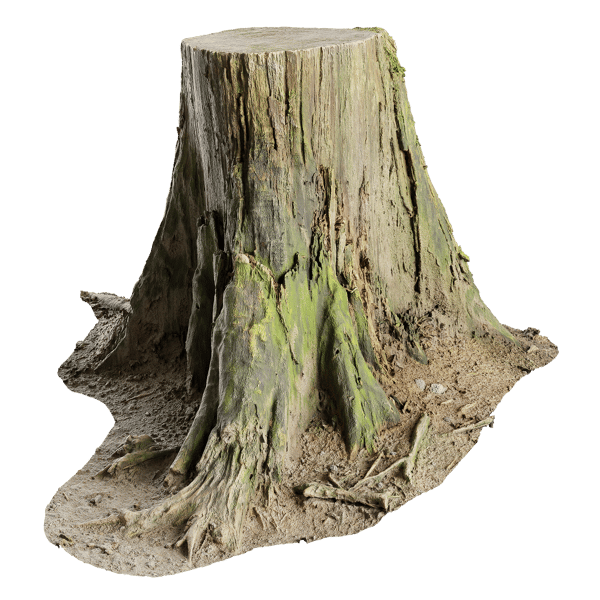Tree Stump Models - Poliigon