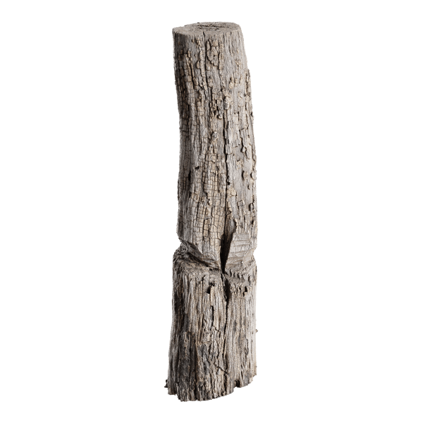Tree Stump Models - Poliigon