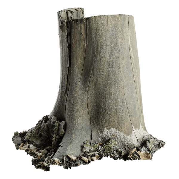 Tree Stump Models - Poliigon