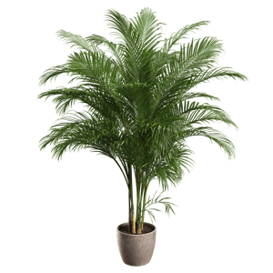 Vegetation 3D models - Poliigon