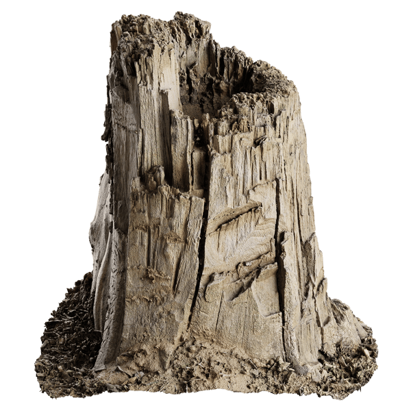 Tree Stump Models - Poliigon