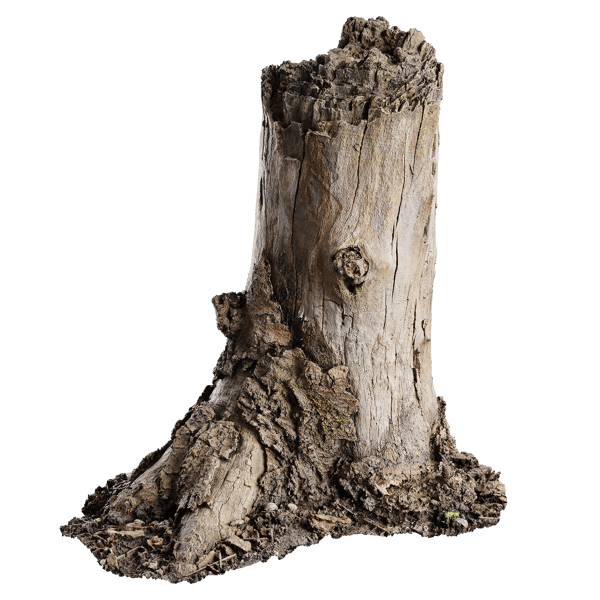 Tree Stump Models - Poliigon