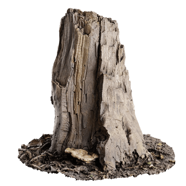 Tree Stump Models - Poliigon