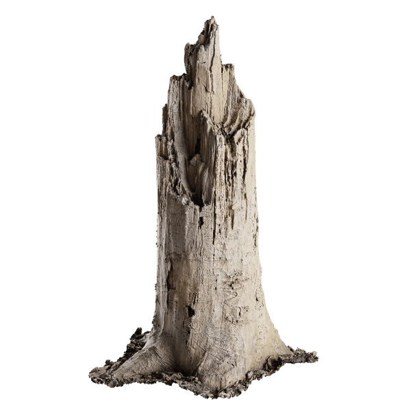 Tree Stump Models - Poliigon