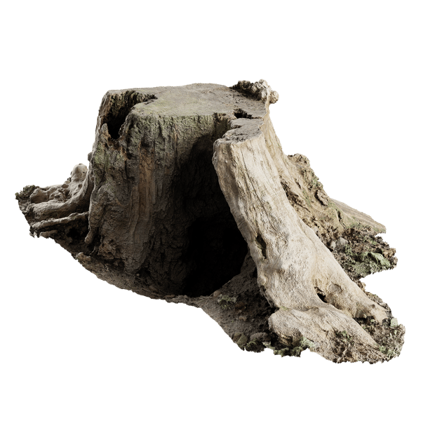 Tree Stump Models - Poliigon