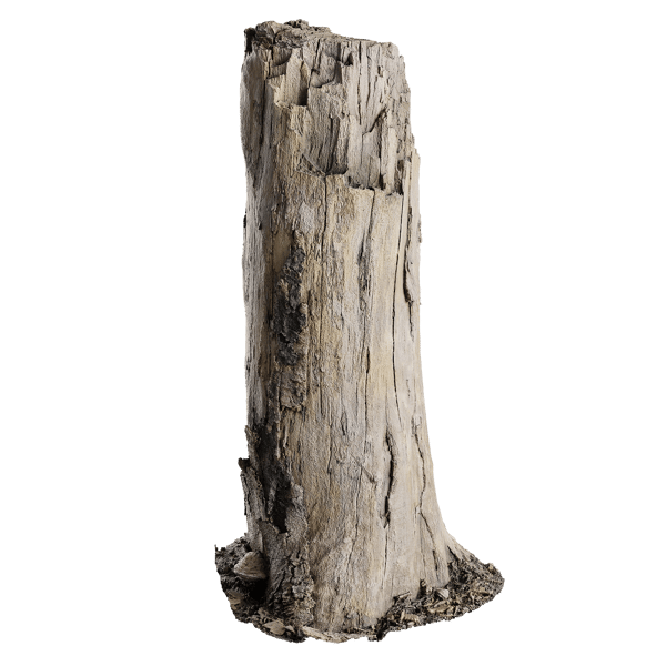 Tree Stump Models - Poliigon