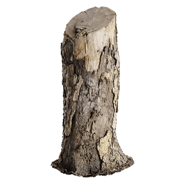 Tree Stump Models - Poliigon
