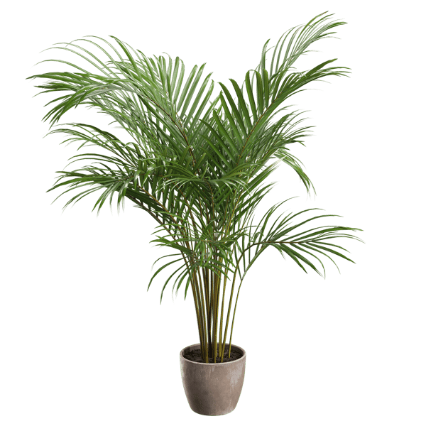 Potted Plant Models - Poliigon