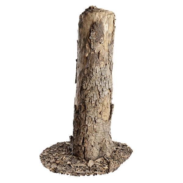 Tree Stump Models - Poliigon
