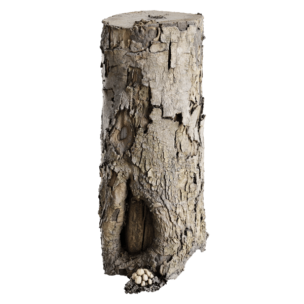 Tree Stump Models - Poliigon